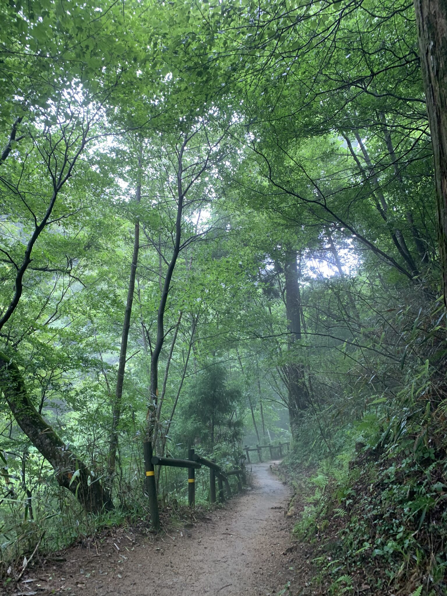 【登山の話】金剛山50回達成!! 黒いバッチ貰いました!! | SlowPeak登山
